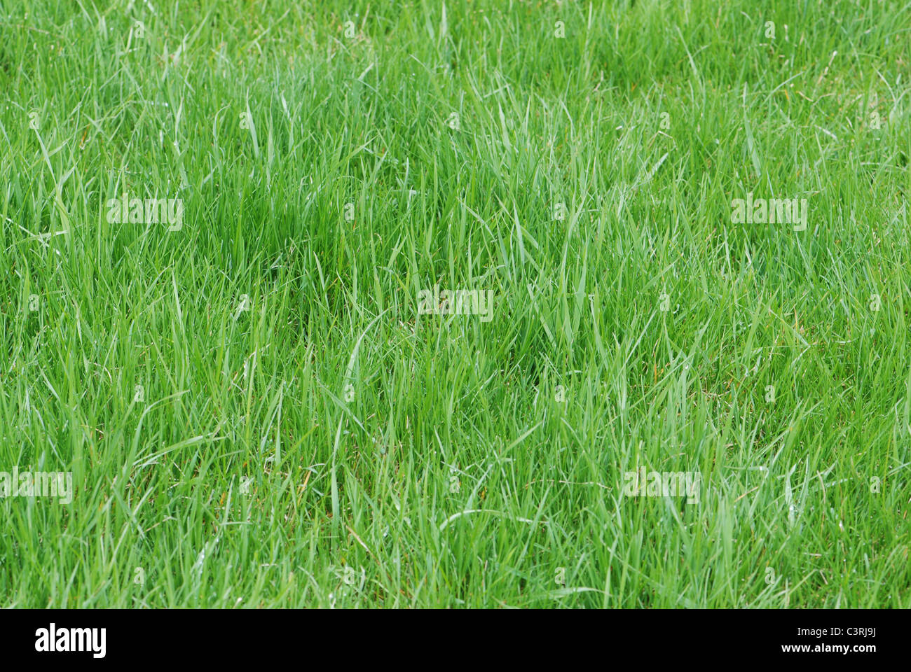 Natural green grass Stock Photo - Alamy