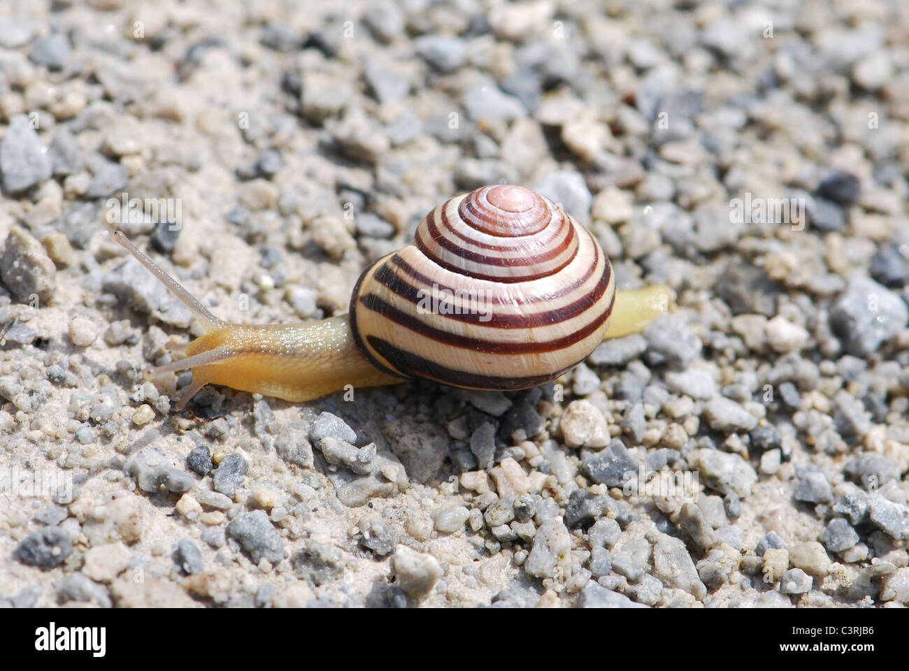 Conch eye close up hi-res stock photography and images - Alamy