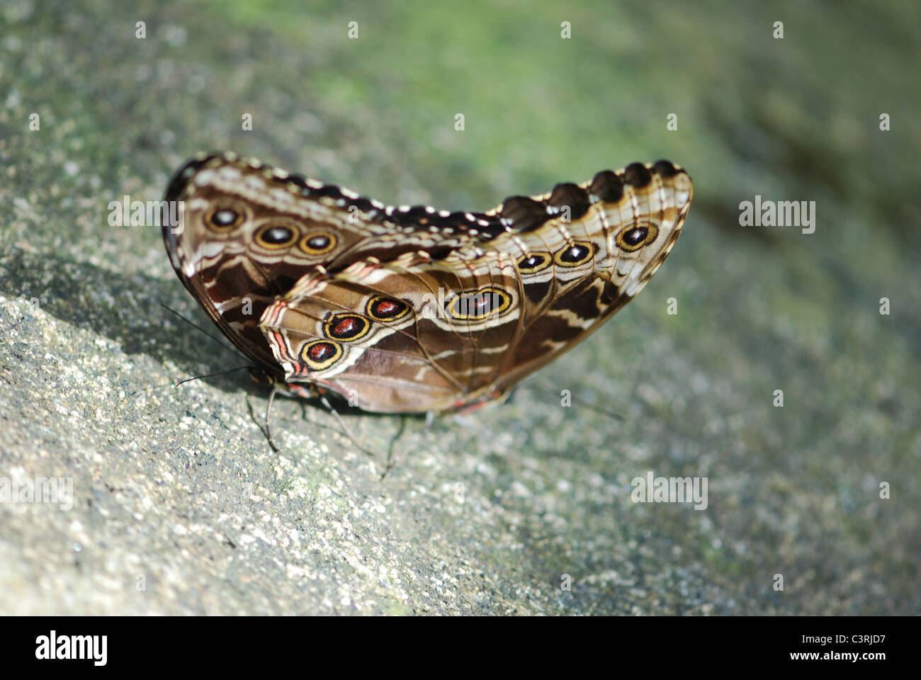 Pairing Of Butterflies High Resolution Stock Photography and Images - Alamy