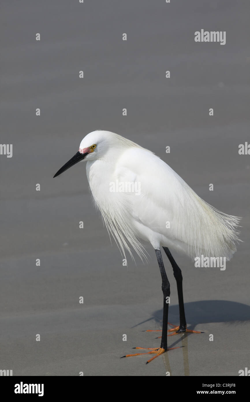 White long neck bird with yellow beak hi-res stock photography and ...