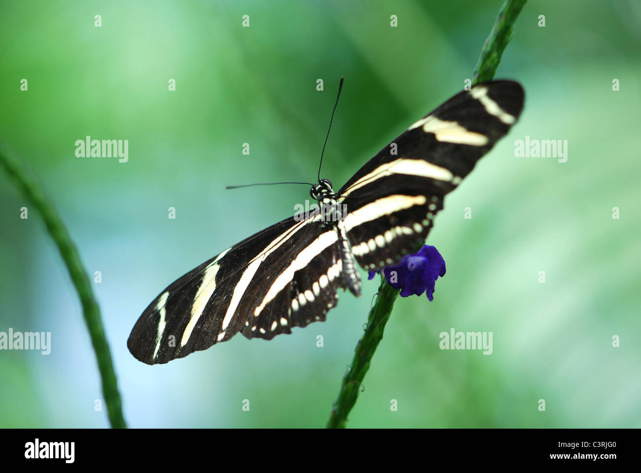 Zebra longwing butterfly on a flower Stock Photo - Alamy