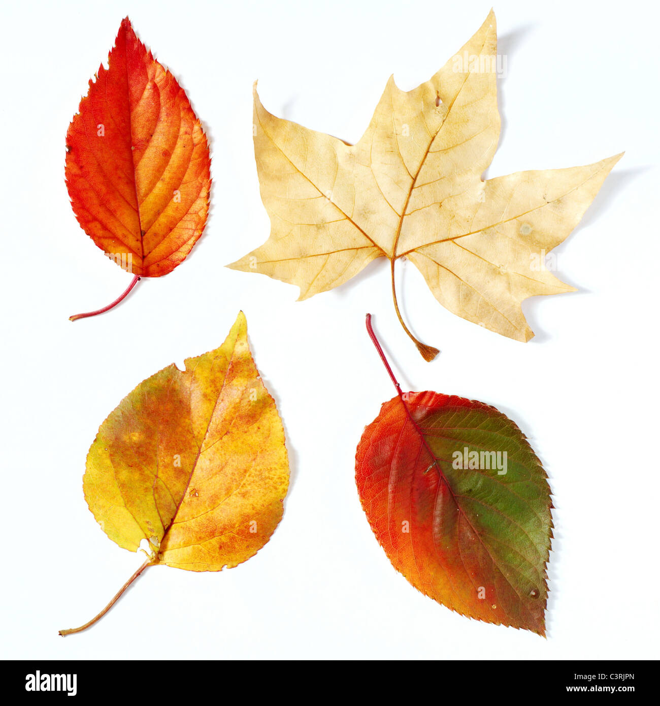 Four brown leaves Cut Out Stock Images & Pictures - Alamy