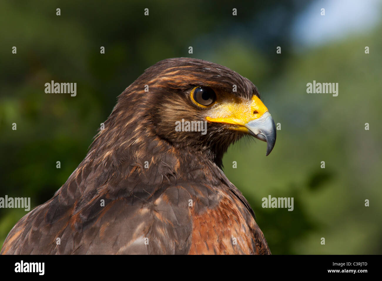Beautiful hawk hi-res stock photography and images - Alamy