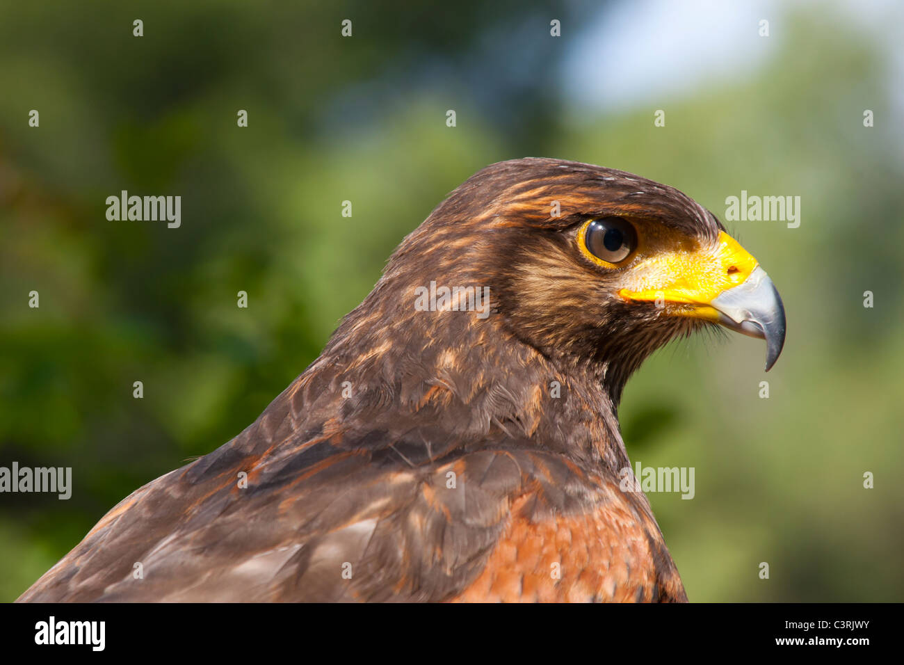 Beautiful hawk hi-res stock photography and images - Alamy