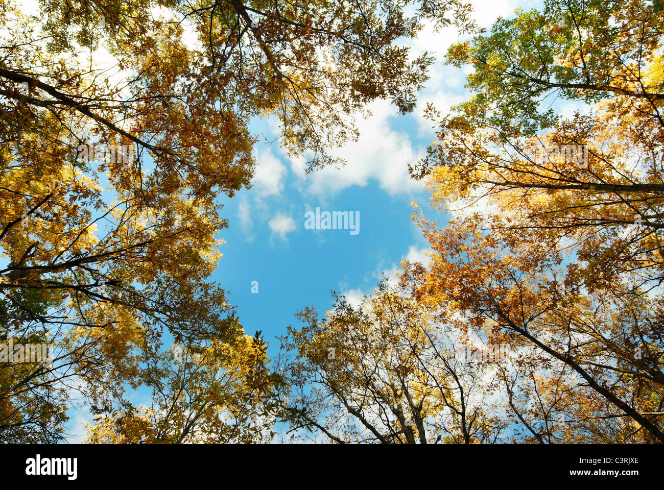 Looking up at tall a golden oak tree tops in autumn Stock Photo - Alamy