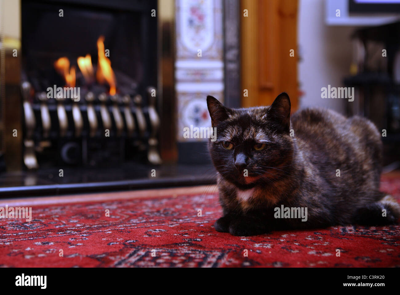 A cat sitting by a fireplace Stock Photo - Alamy