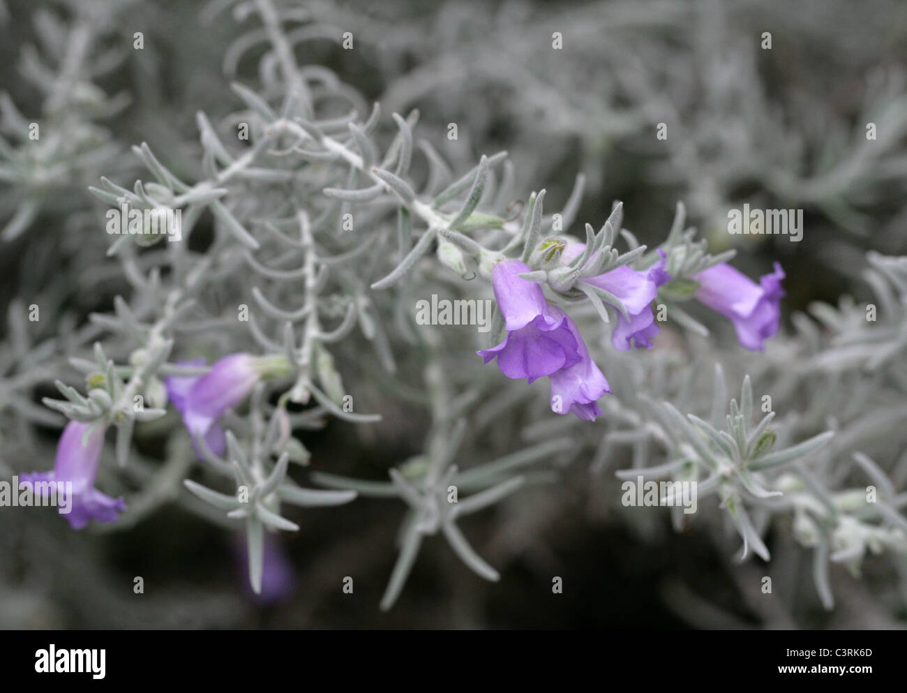 Emu Bush or Silky Eremophila, Eremophila nivea, Scrophulariaceae ...