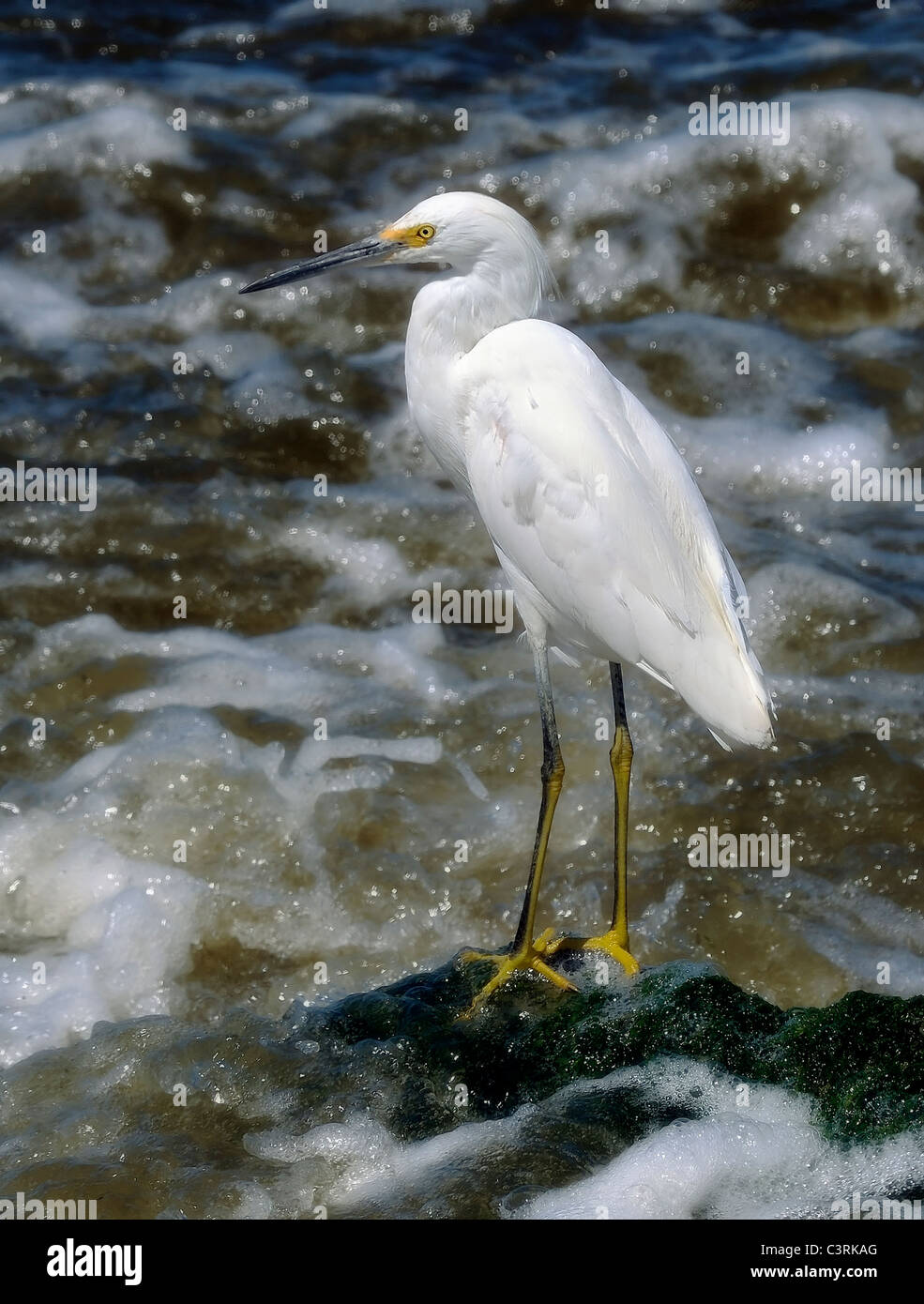 White lores hi-res stock photography and images - Alamy