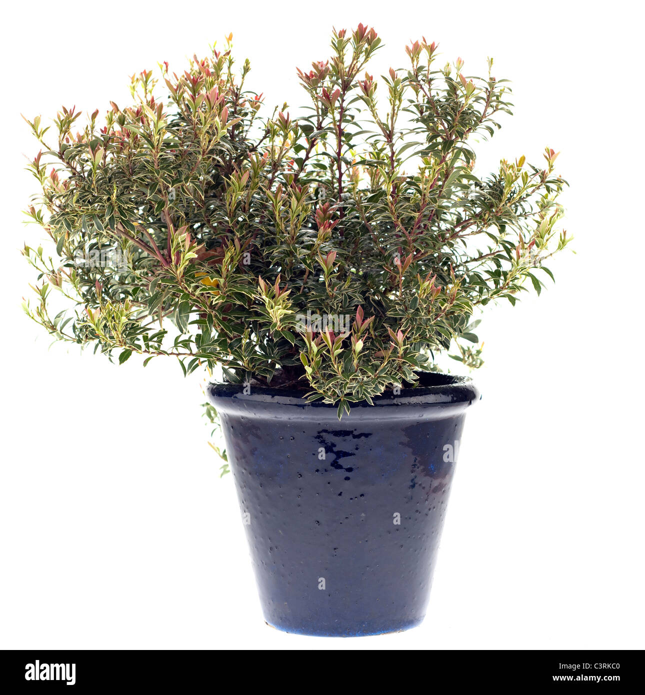 Pieris little heath in a blue ceramic container Stock Photo - Alamy