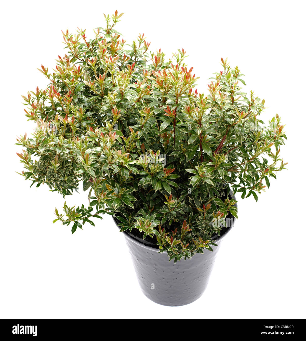 Pieris Liittle Heath in a blue ceramic container Stock Photo - Alamy