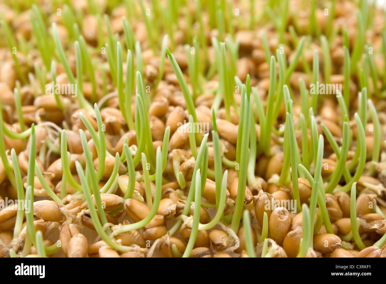Germination grain wheat hi-res stock photography and images - Alamy