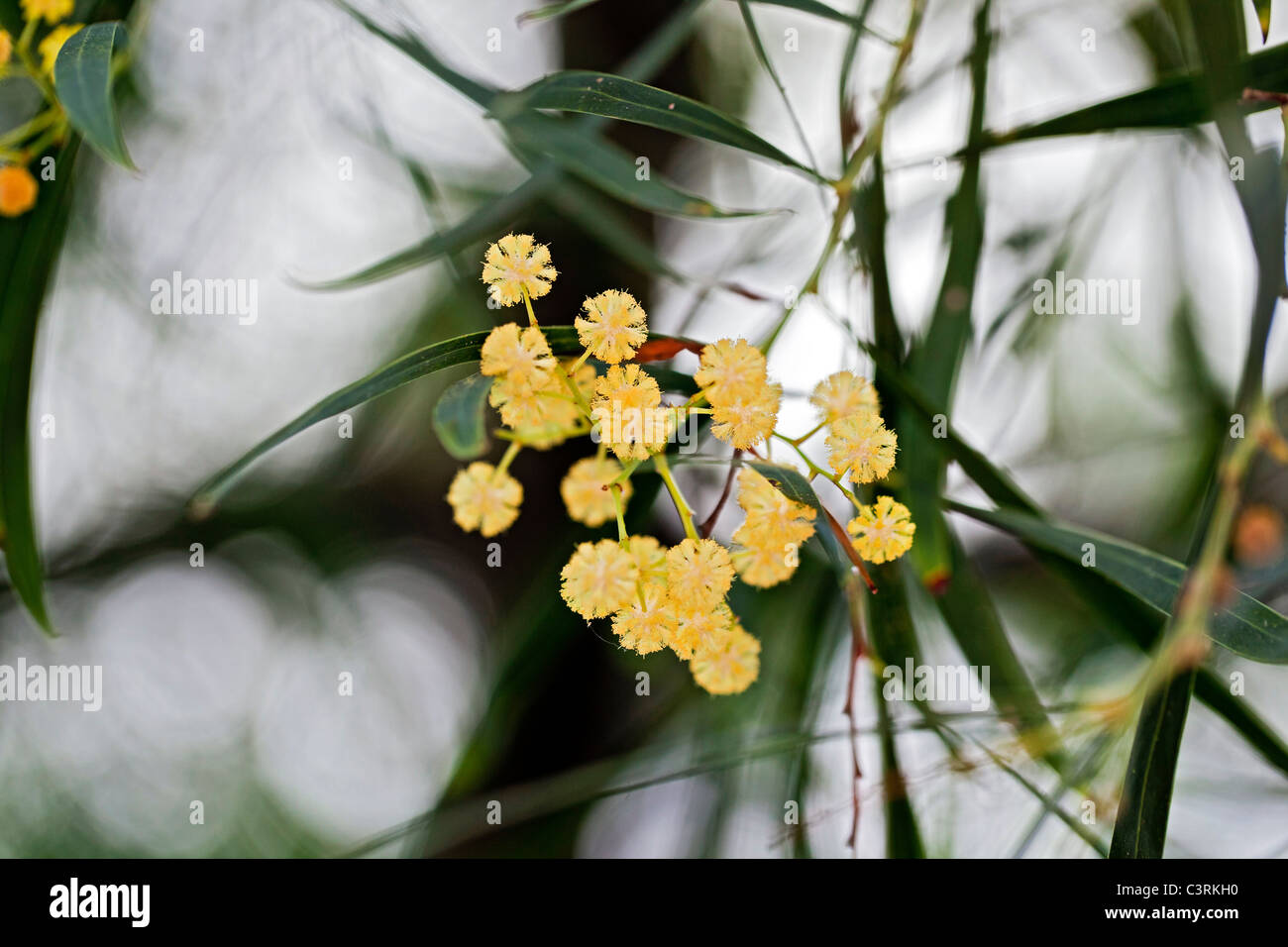 Silver wattle hi-res stock photography and images - Alamy