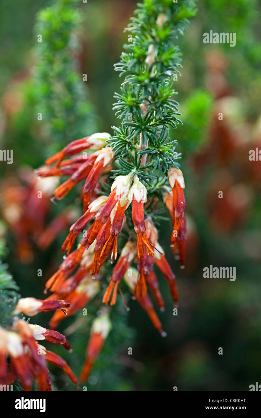 Tassel Heath, Heather (Erica coccinea Stock Photo - Alamy