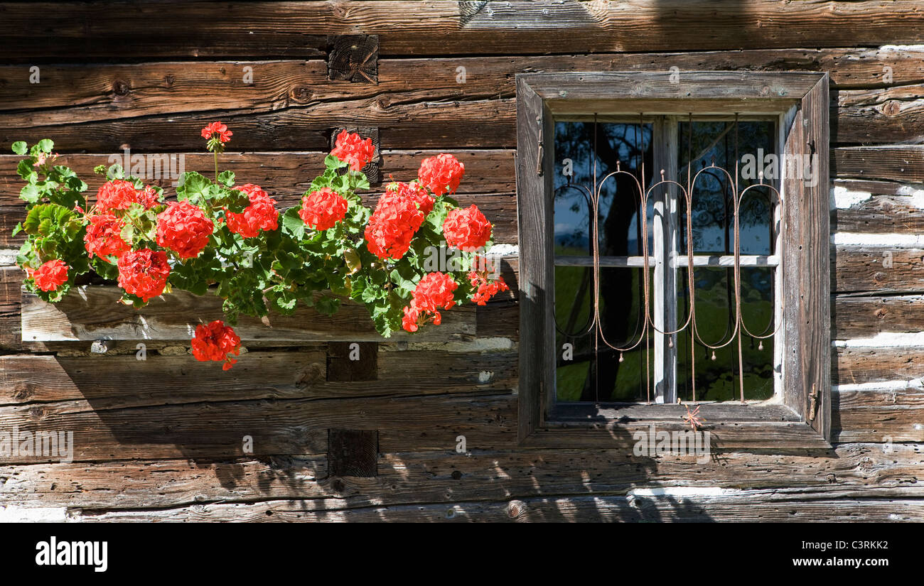 Austria, Land Salzburg, Window of farm with geranium flowers Stock ...