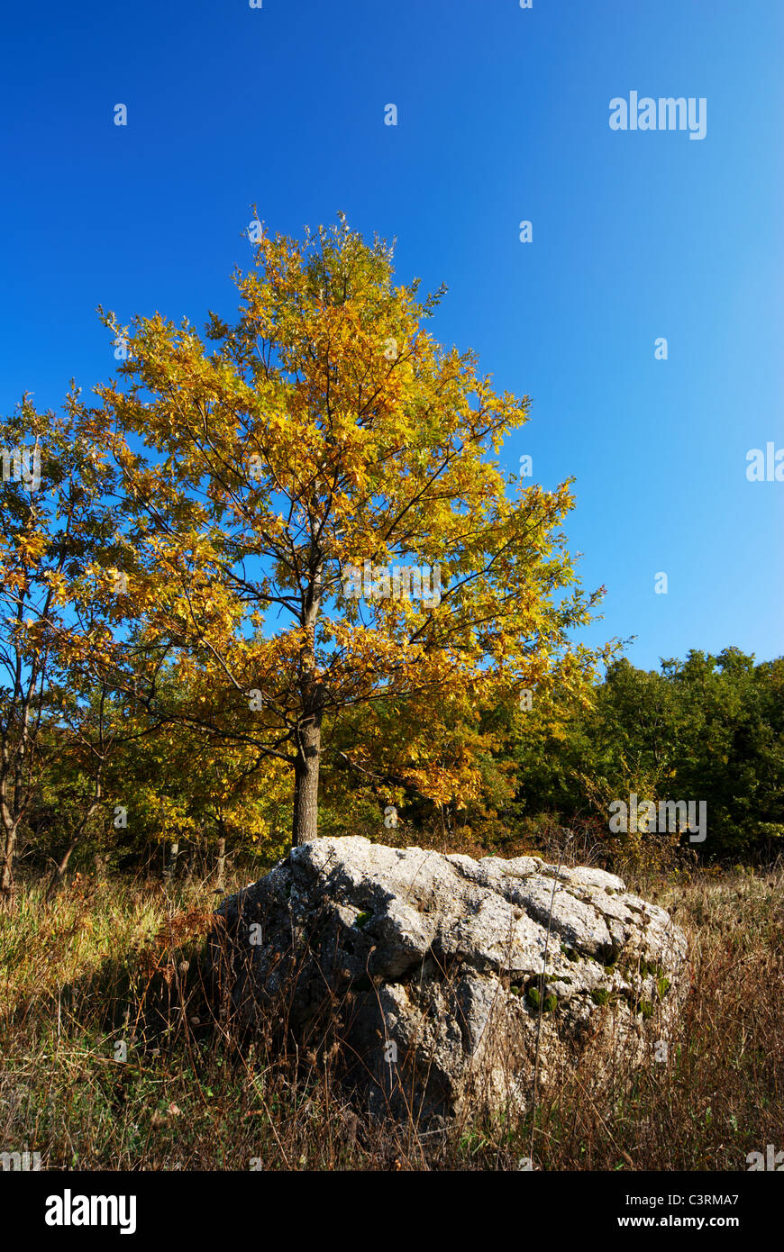 Small yellow oak tree behind large rock with clear blue sky Stock Photo ...