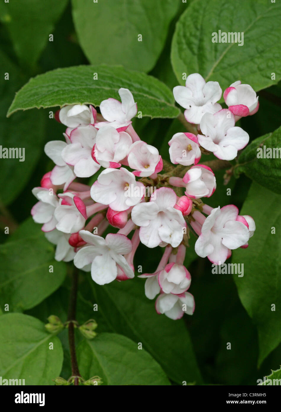Yeddo hi-res stock photography and images - Alamy