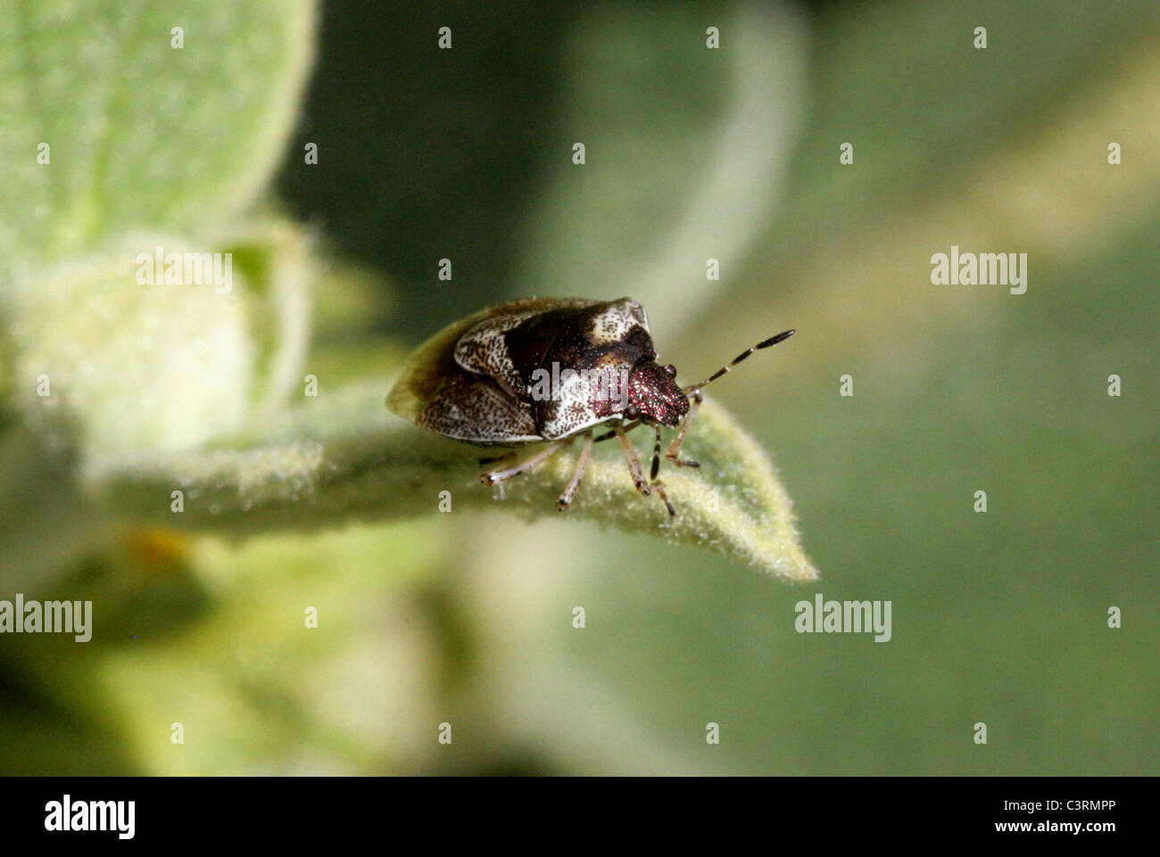 Shieldbugs hi-res stock photography and images - Alamy