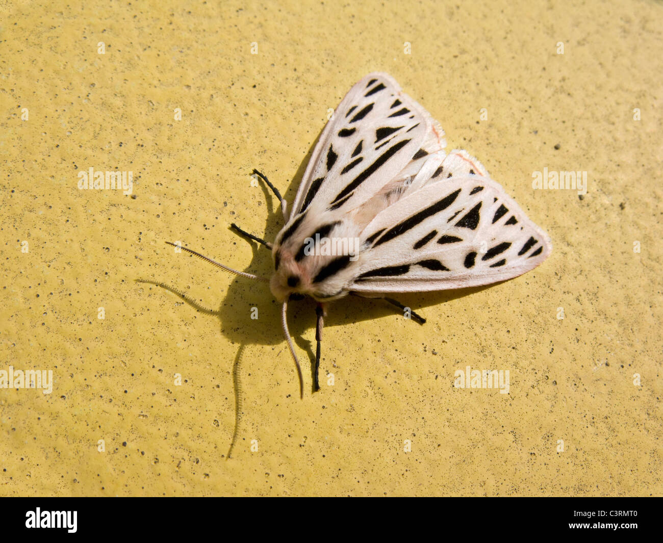 Small White Moth With Black Spots