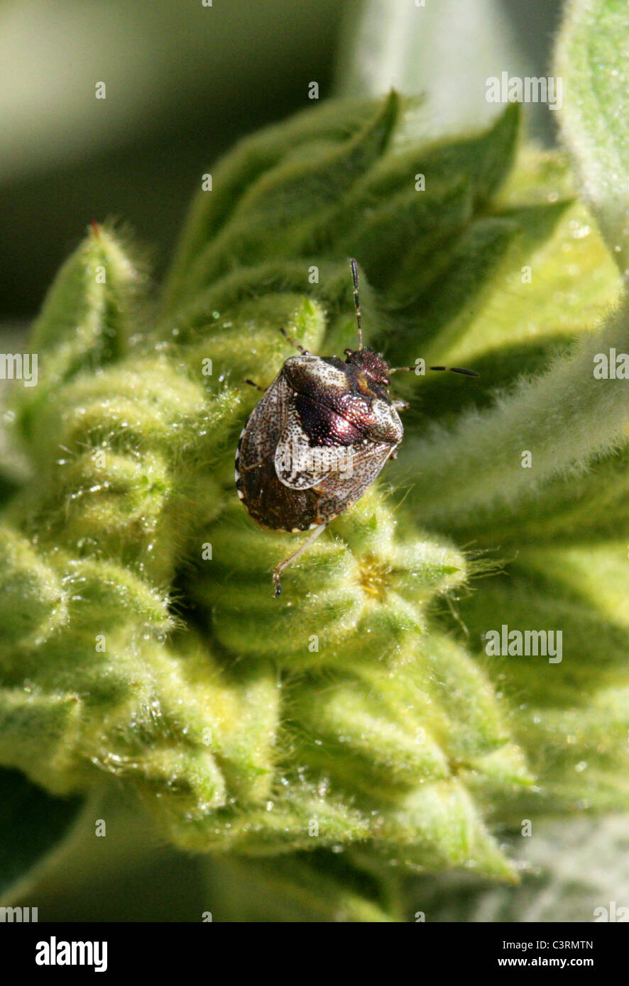 Shieldbugs hi-res stock photography and images - Alamy