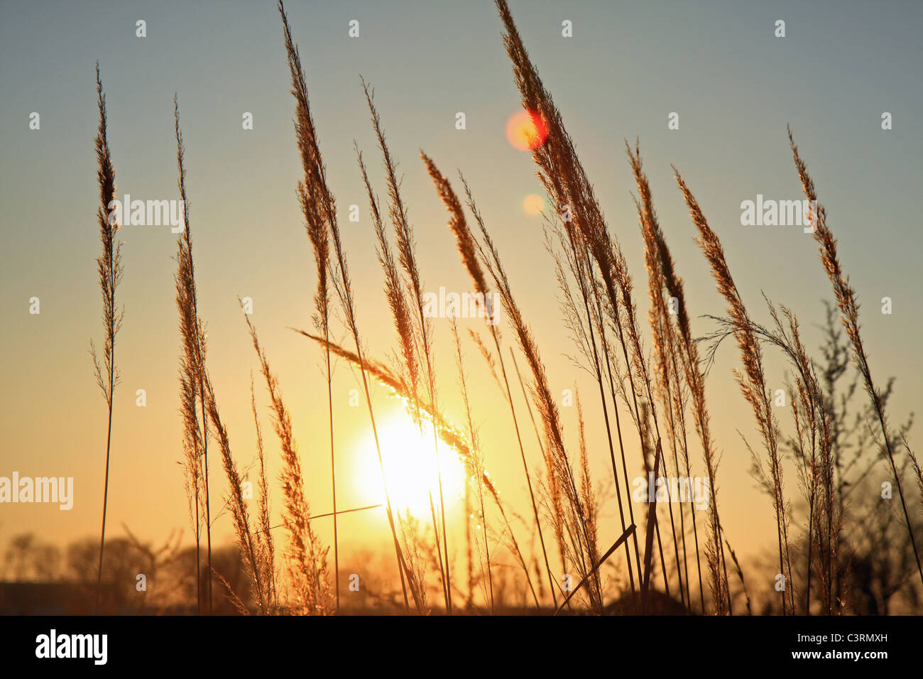 Weed in sunset Stock Photo - Alamy