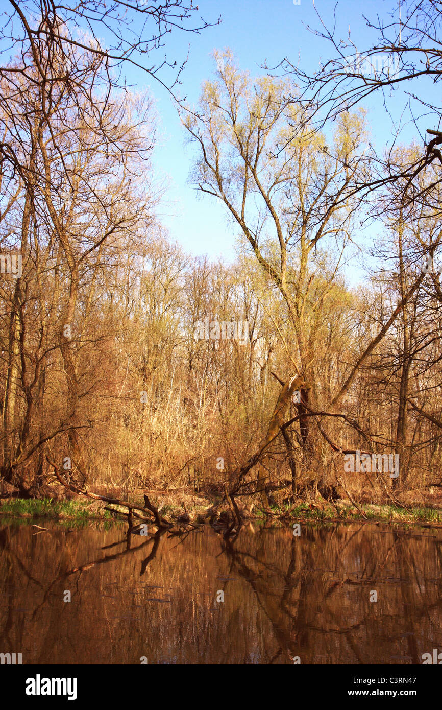 Pond in forest Stock Photo - Alamy