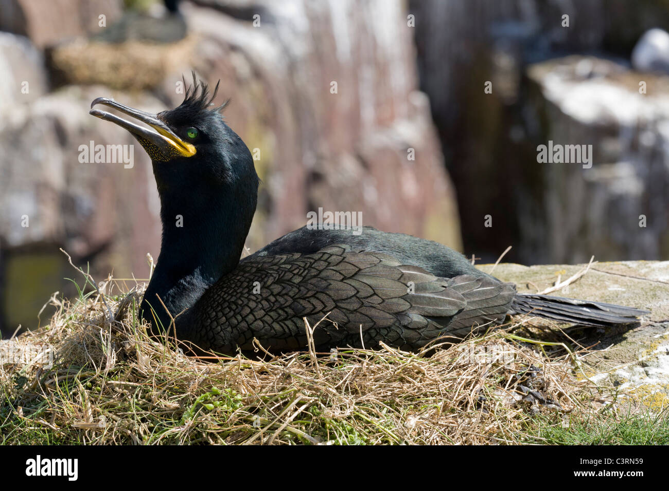 Shag nest eggs hi-res stock photography and images - Alamy