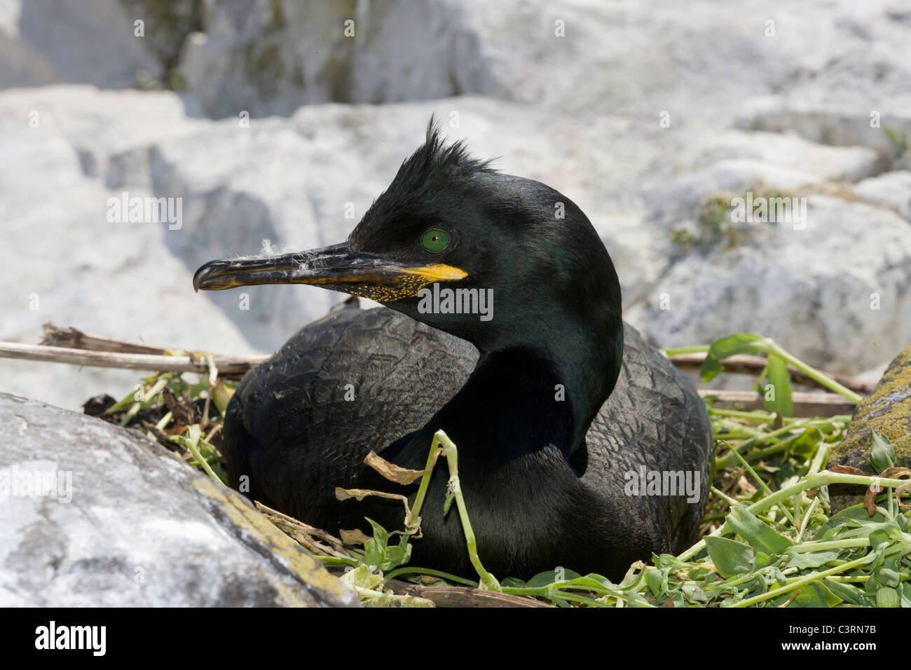 Shag nest eggs hi-res stock photography and images - Alamy