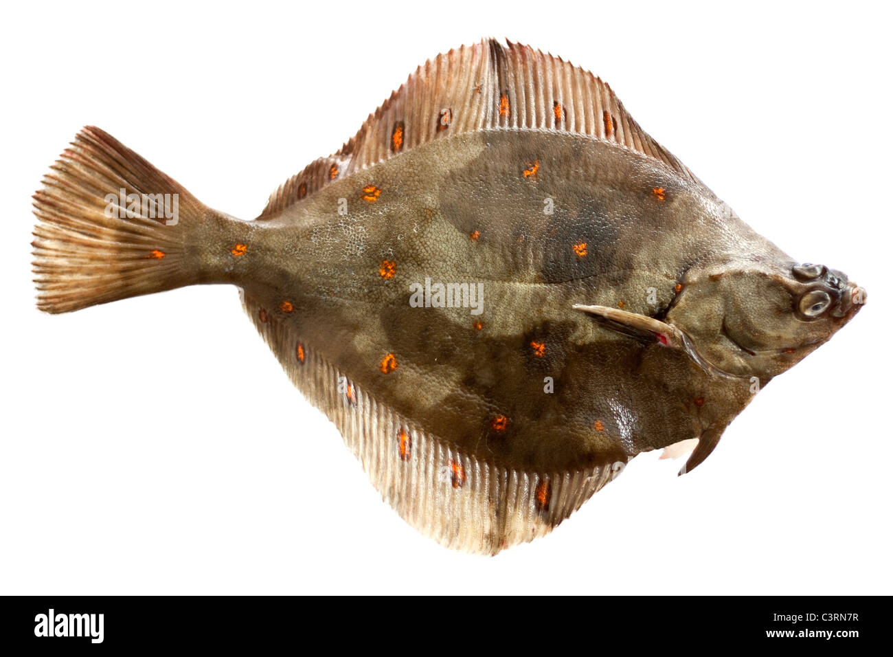 European plaice (Pleuronectes platessa) isolated on white background ...