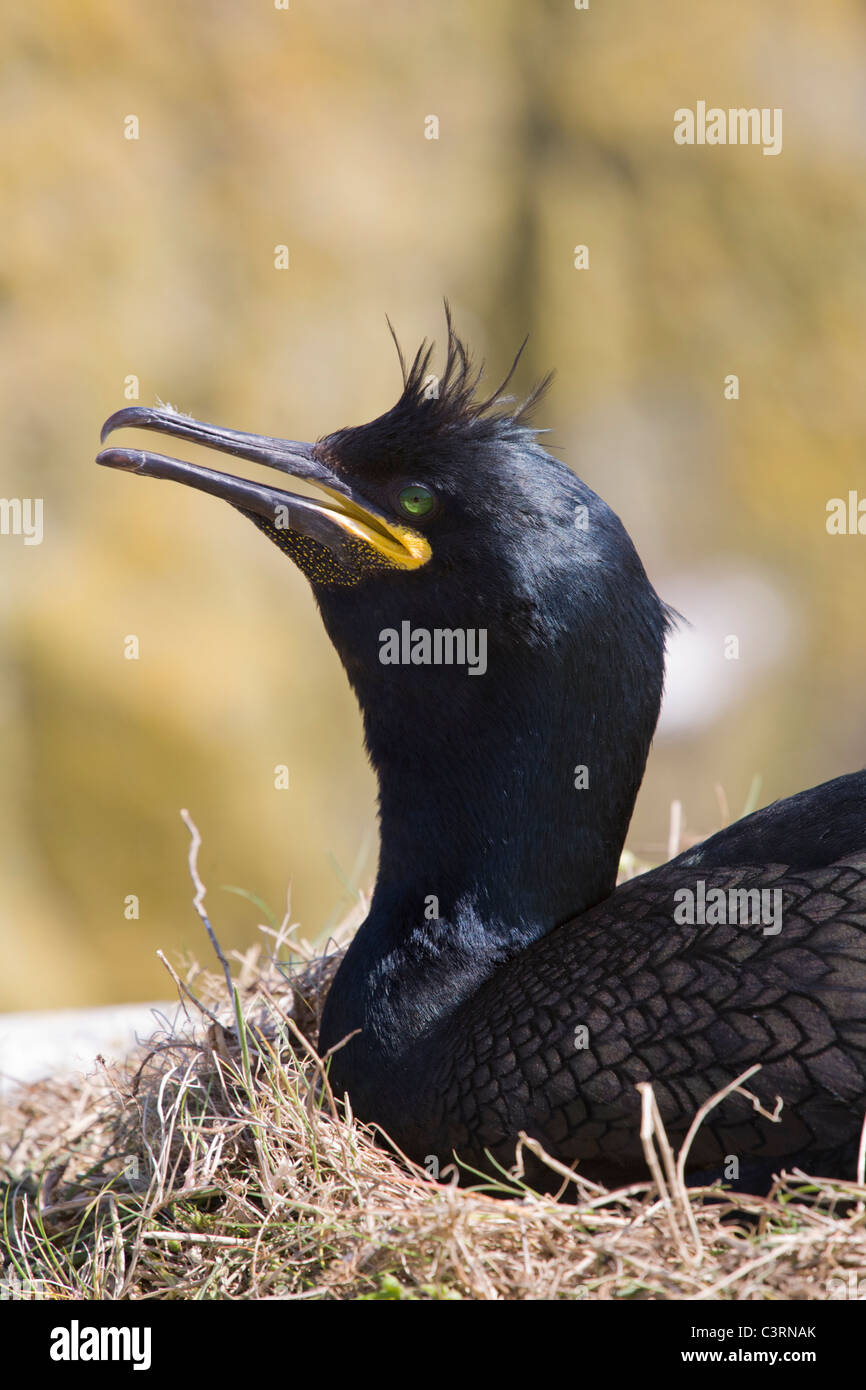 Shag head hi-res stock photography and images - Alamy