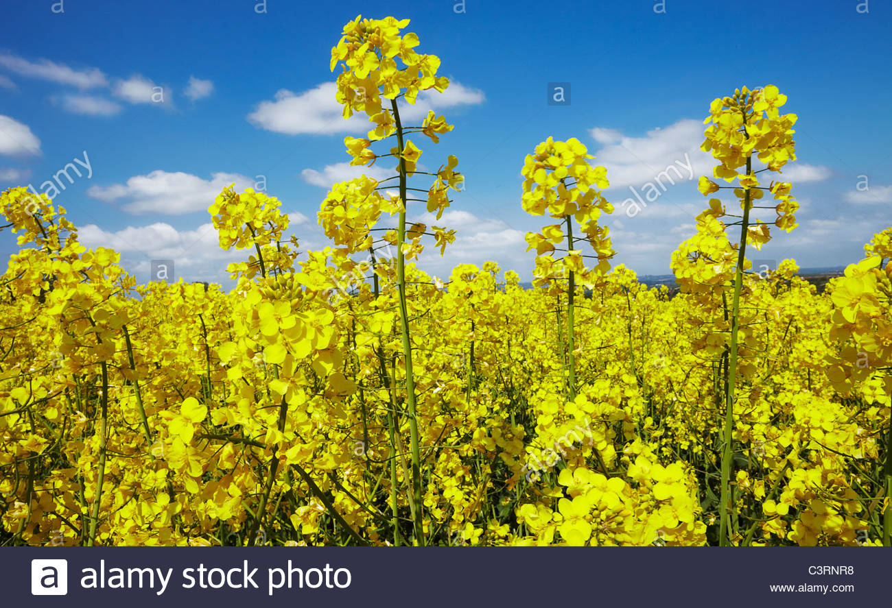 Rapeseed Harvest Stock Photos & Rapeseed Harvest Stock Images - Alamy