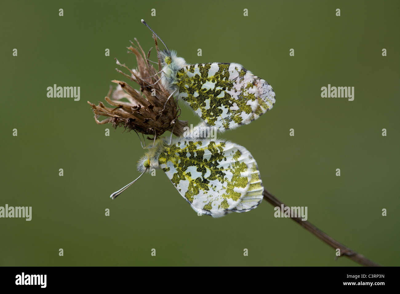 Mating Orange Tip Butterflies, Anthocharis cardamines on dried Knapweed ...