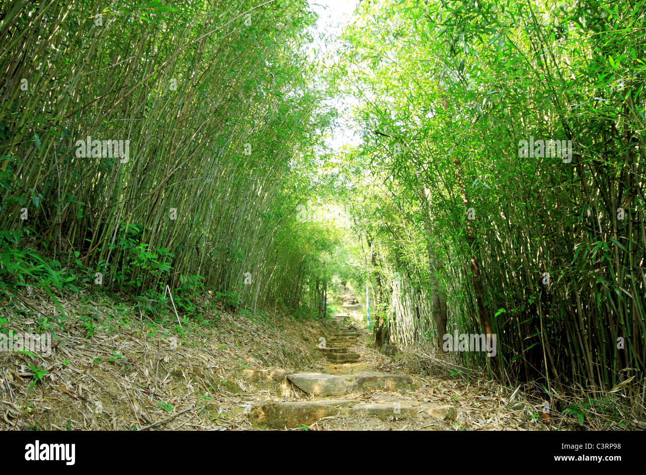 Bamboo taiwan forest hi-res stock photography and images - Alamy