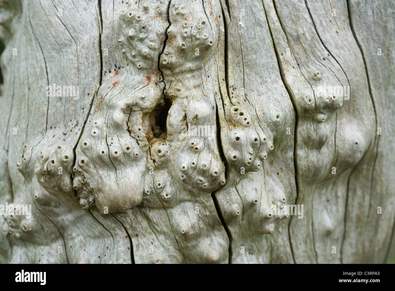 Old knobbly tree stump Stock Photo - Alamy