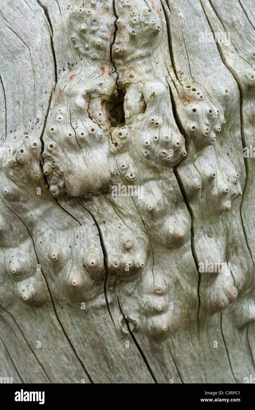 Old knobbly tree stump Stock Photo - Alamy