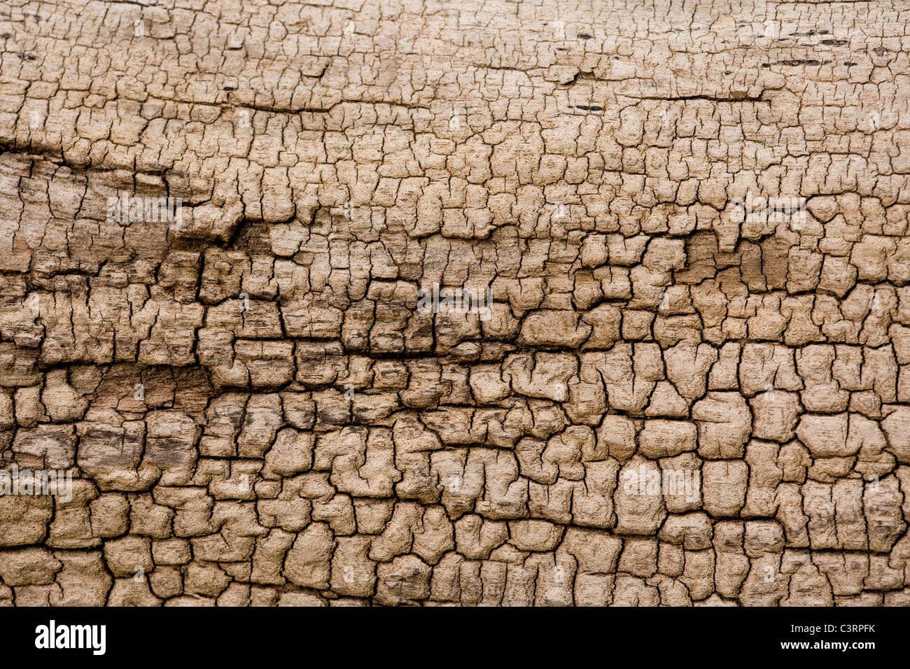 Ash tree bark Stock Photo - Alamy