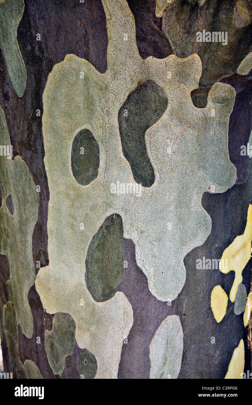 closeup of maple tree bark pattern Stock Photo - Alamy