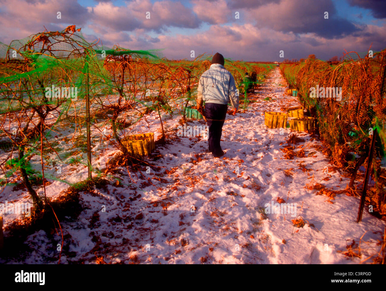 Harvesting Frozen Vidal grapes on vine for ice wine Niagara on the lake ...