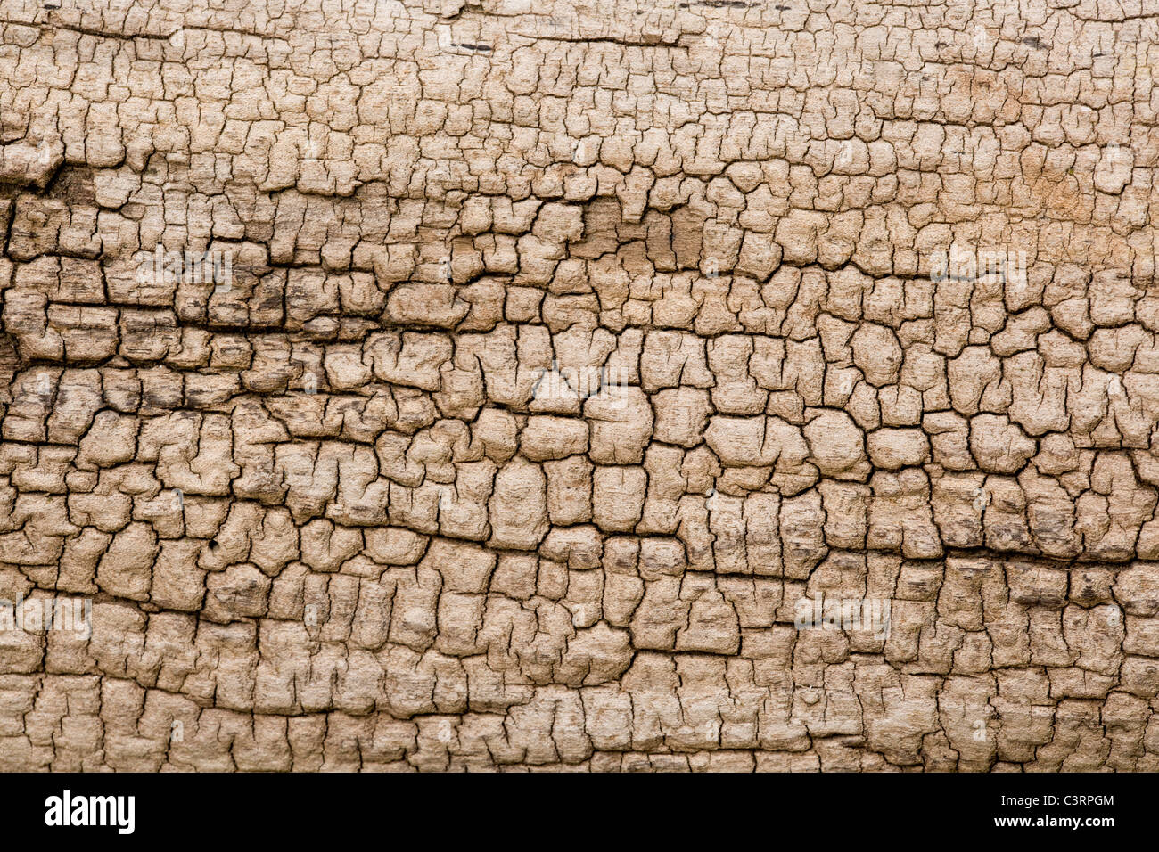 Ash tree bark Stock Photo - Alamy