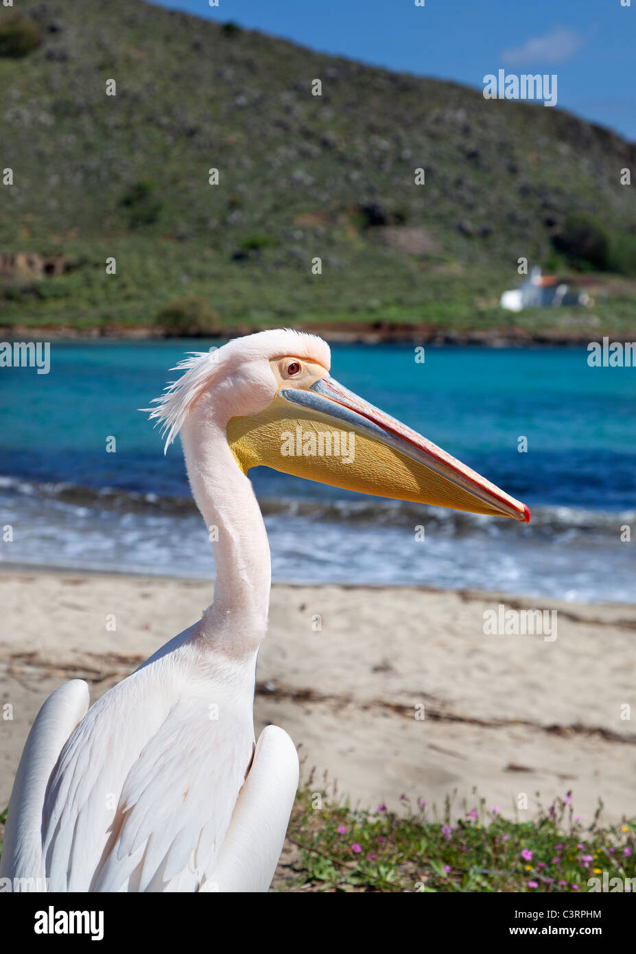 Great white pelican (Pelecanus onocrotalus) . Pelican is ancient symbol ...