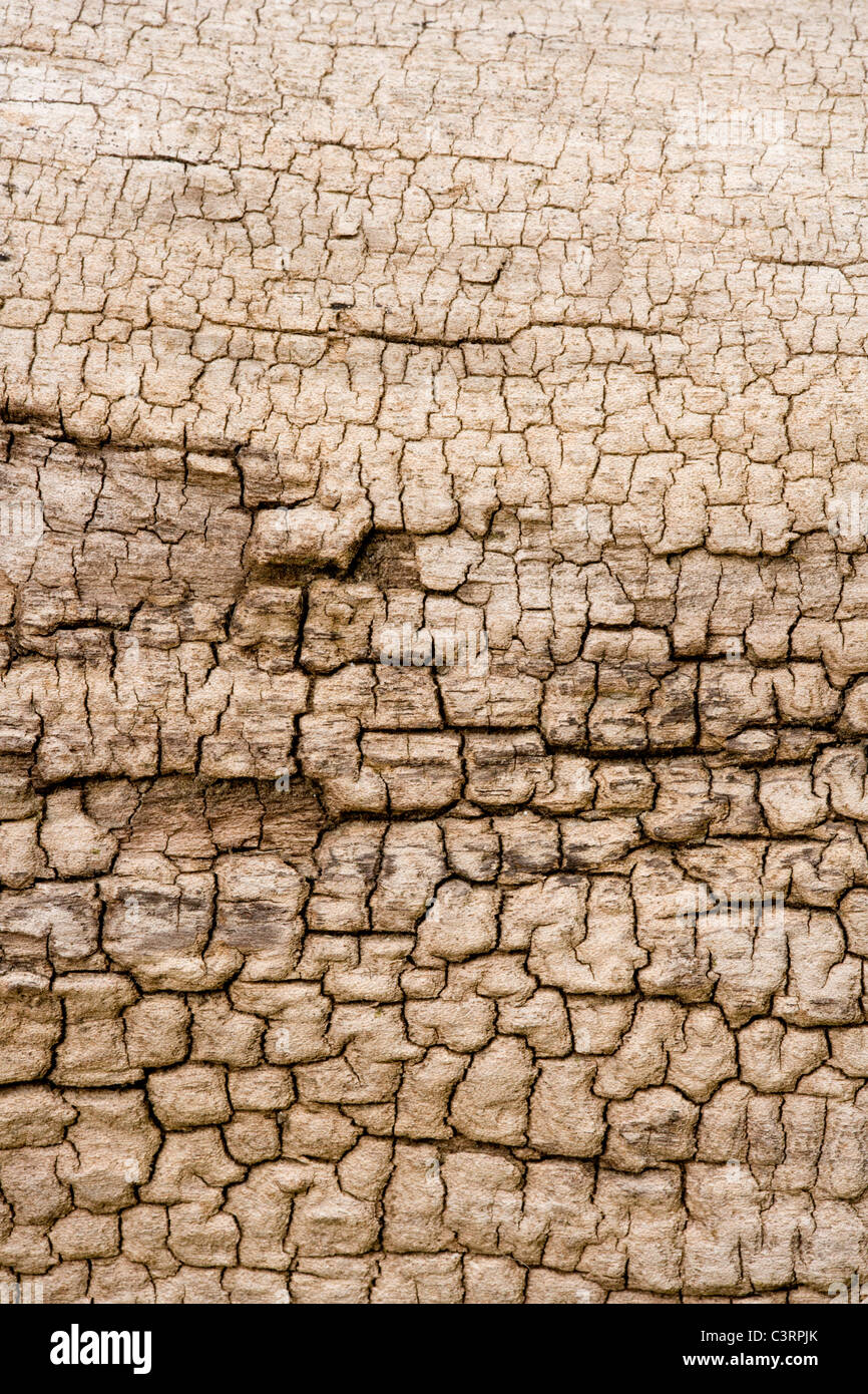 Ash tree bark Stock Photo - Alamy
