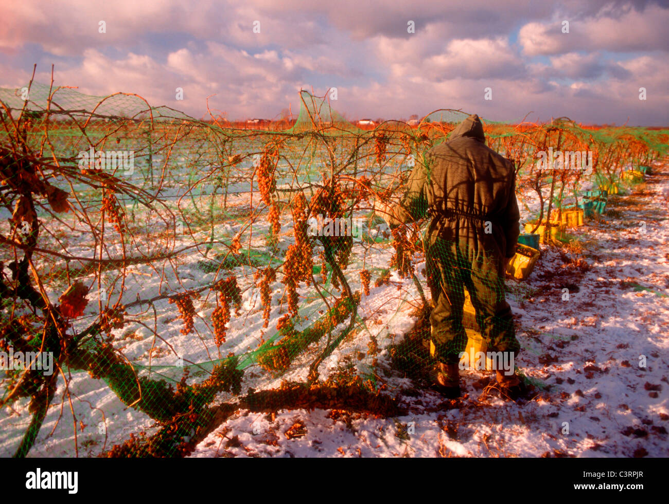 Harvesting Frozen Vidal grapes on vine for ice wine Niagara on the lake ...