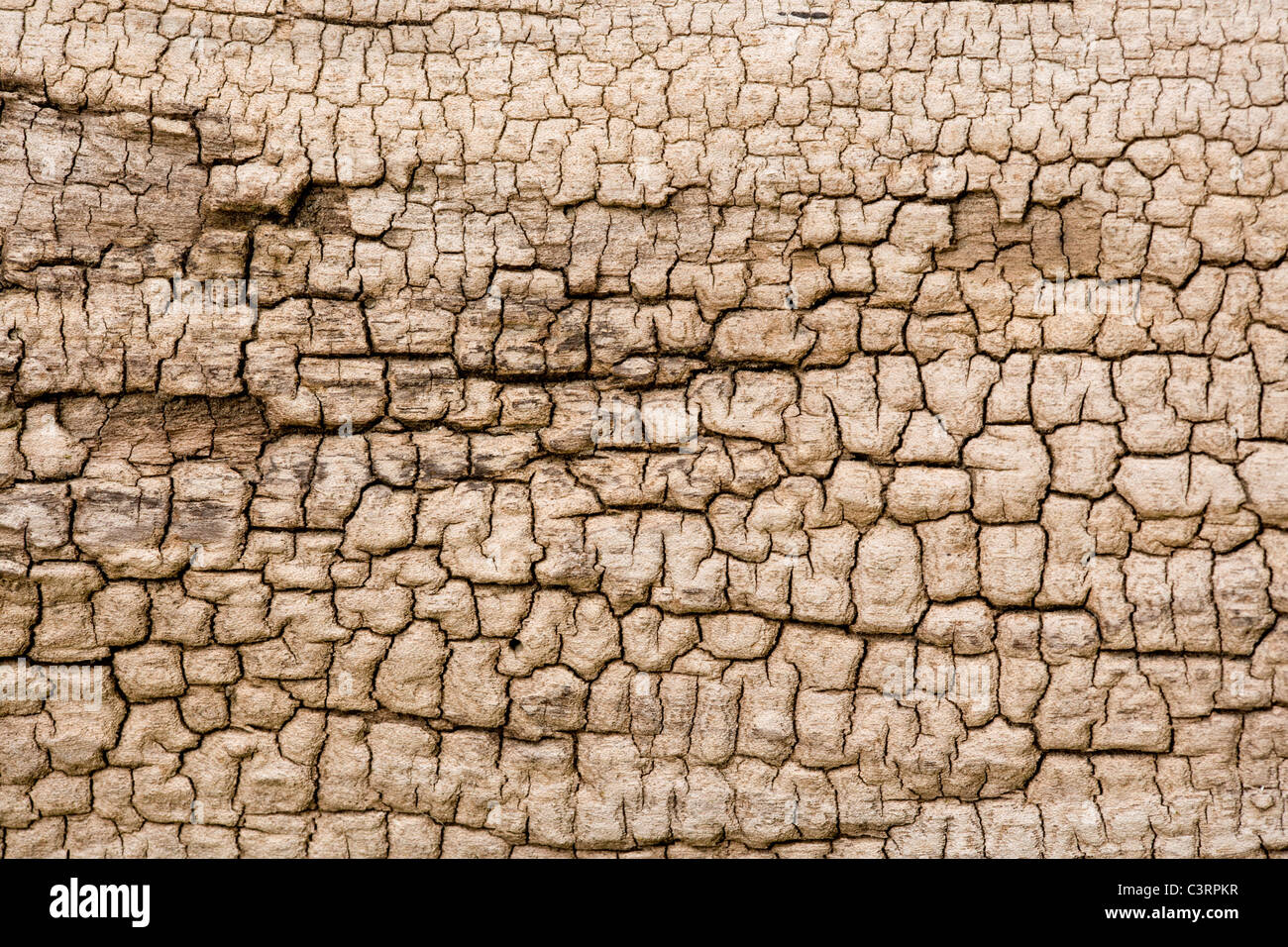 Ash tree bark Stock Photo - Alamy