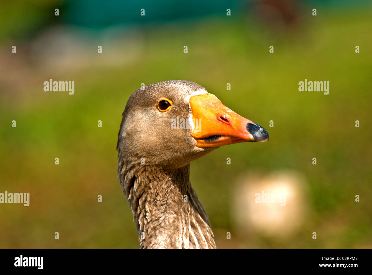 Closeup of head of Greylag Goose Stock Photo - Alamy