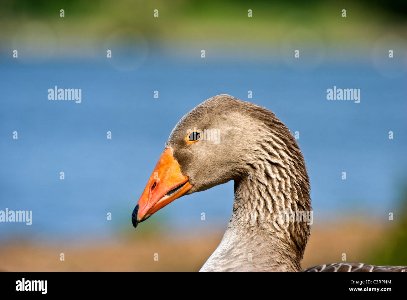 Closeup of head of Greylag Goose Stock Photo - Alamy