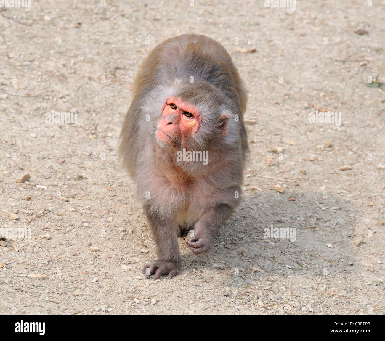 Rhesus Macaque (Macaca mulatta) Rotterdam Zoo Stock Photo - Alamy