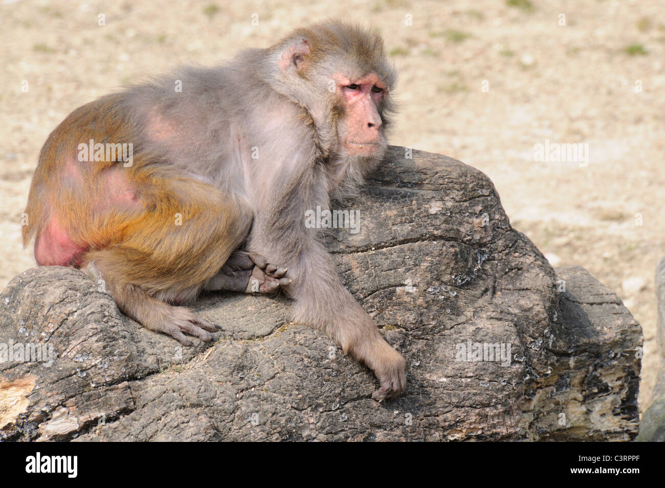 Rhesus Macaque (Macaca mulatta) Rotterdam Zoo Stock Photo - Alamy