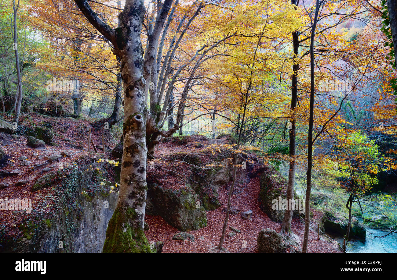 Spanish woodland hi-res stock photography and images - Alamy