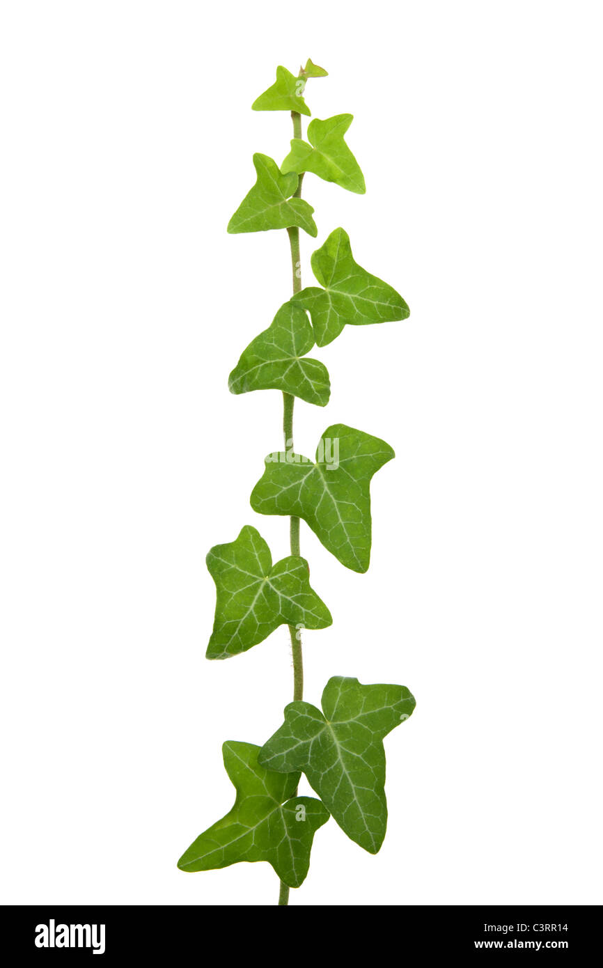 Ivy hi-res stock photography and images - Alamy