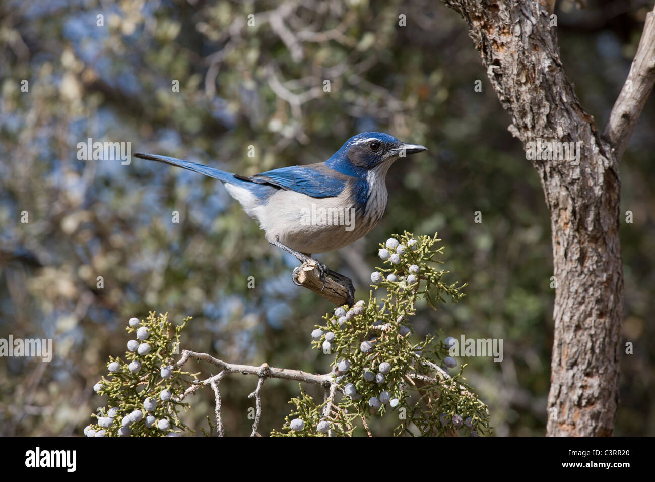 Scrub Jay (Aphelocoma californica) on Juniper Stock Photo - Alamy
