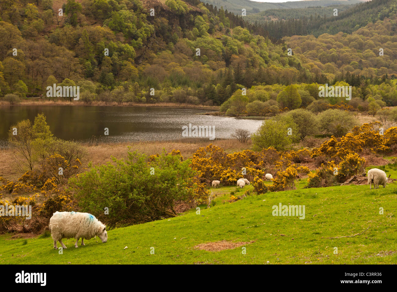 typical scene from Ireland Stock Photo - Alamy